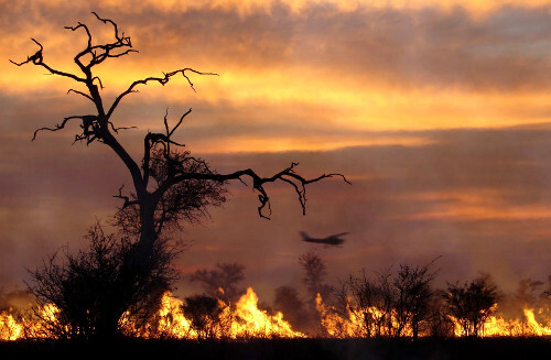 Fire as a living process: Merging physics and biology to understand ...