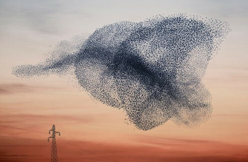 The collective motion of flocks of birds and schools of fish | Science ...