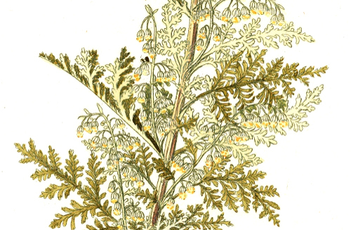 South African plants for human health | Science and Cocktails