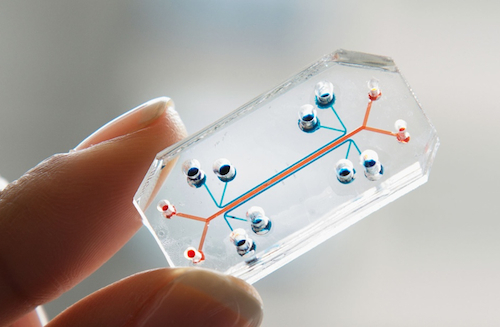 Human Organs-on-Chips as replacements for animal testing | Science and ...