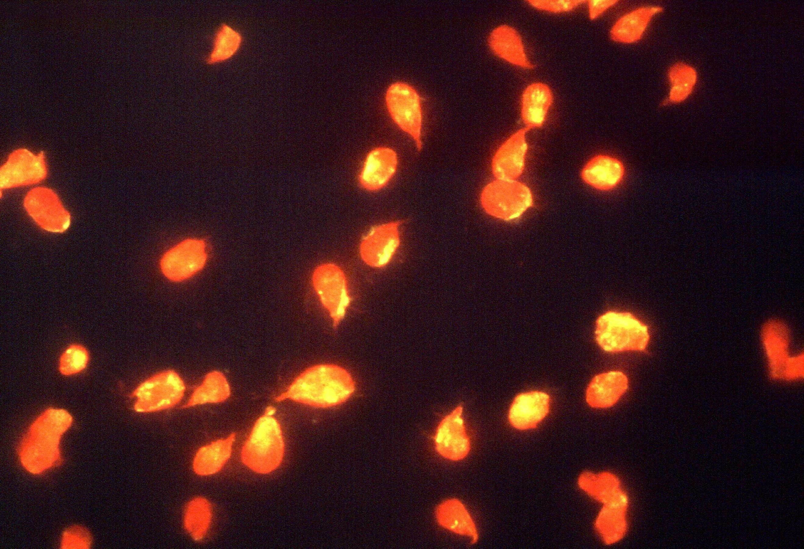 What can we learn from parasites? | Science and Cocktails