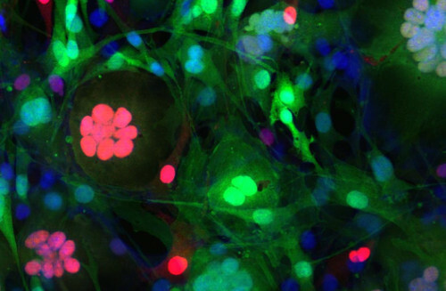 Stem Cells | Science and Cocktails